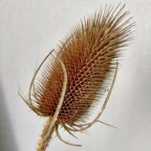 Nubia Focus Pro 5G im Test: High-end-Fotos zum Spitzenpreis? - Techsonar